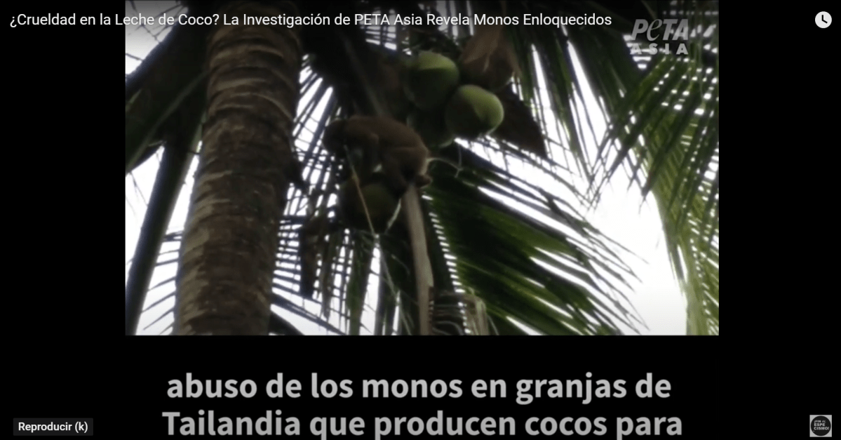 Leche y derivados del coco en Tailandia provienen de monos esclavizados ...