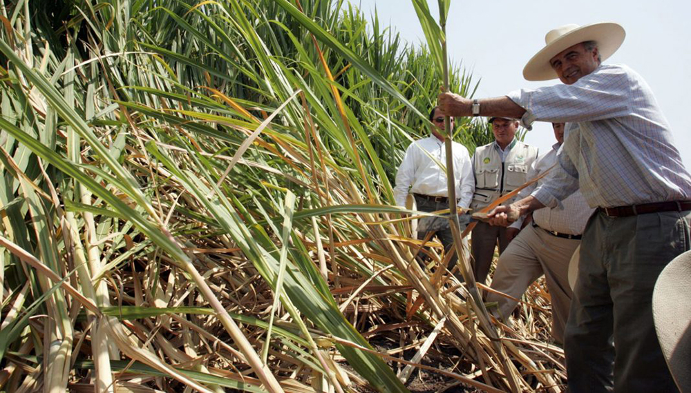 Industria azucarera peruana cubrió demanda interna y generó un ...