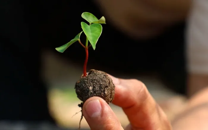Recuperarán zonas más afectadas por incendios forestales en Perú con ...
